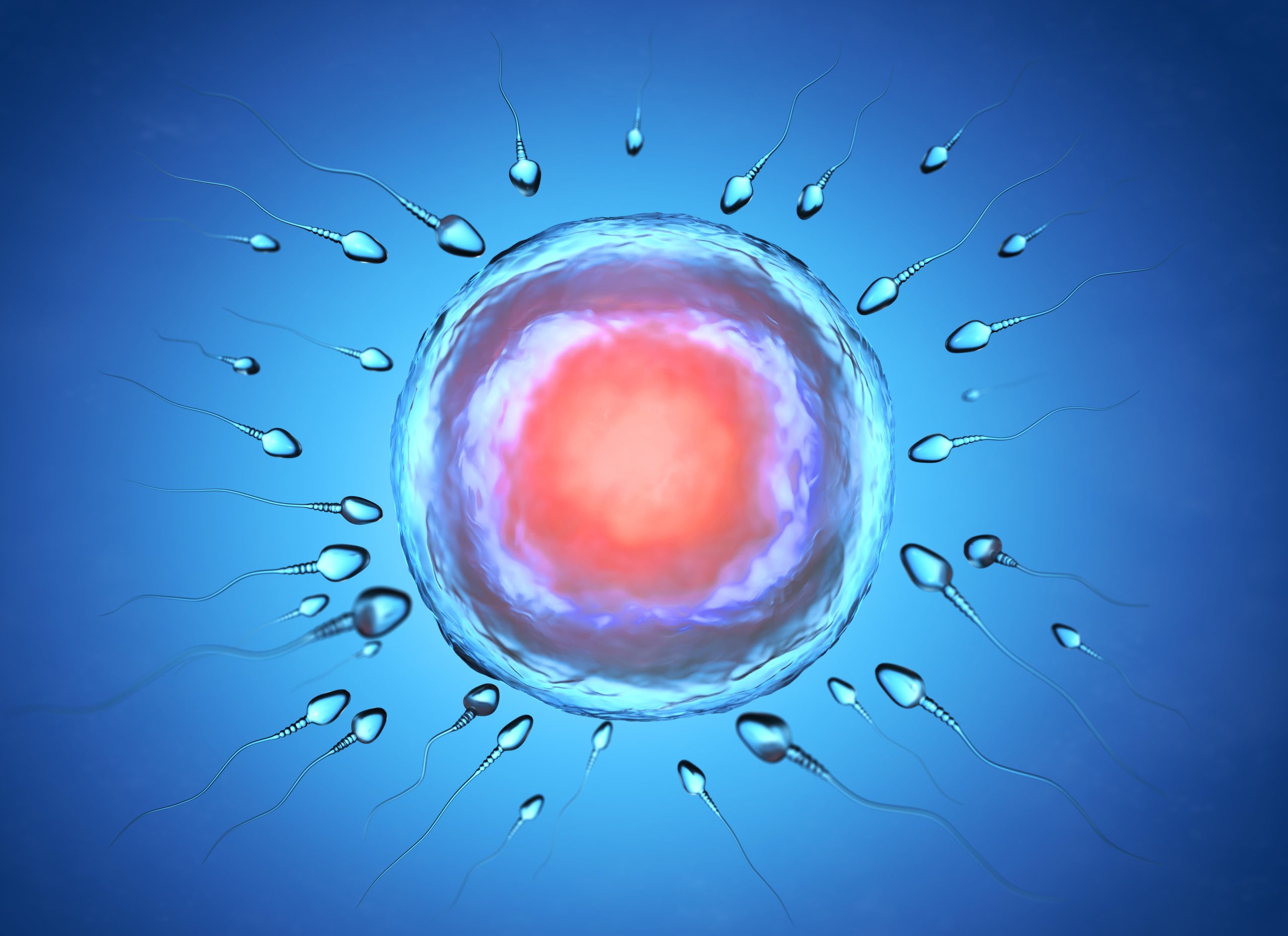 Embryo terugplaatsing: eerlijke en complete informatie over innesteling ...